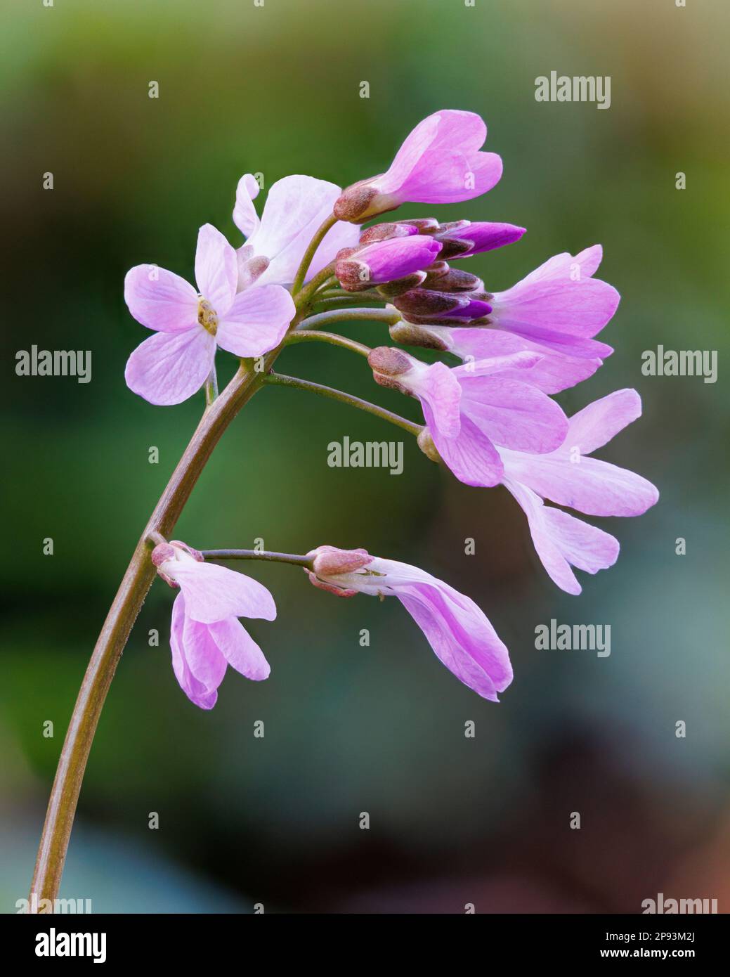 Cardamine quinquefolia 'Cuckoo flower' at Aberglasney Gardens Stock ...