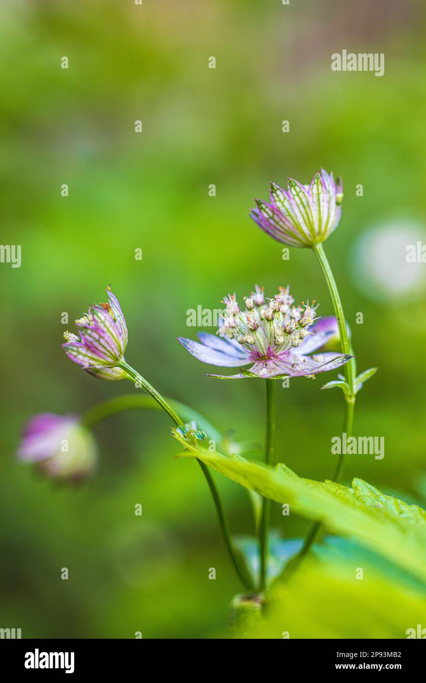 Star umbel hi-res stock photography and images - Alamy