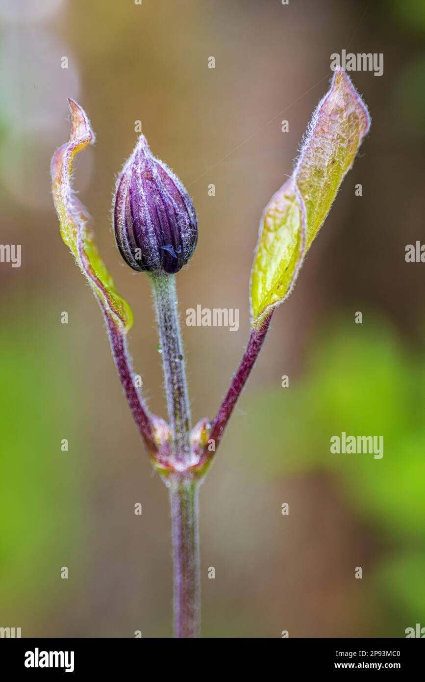 Climbing plant leaf hi-res stock photography and images - Alamy