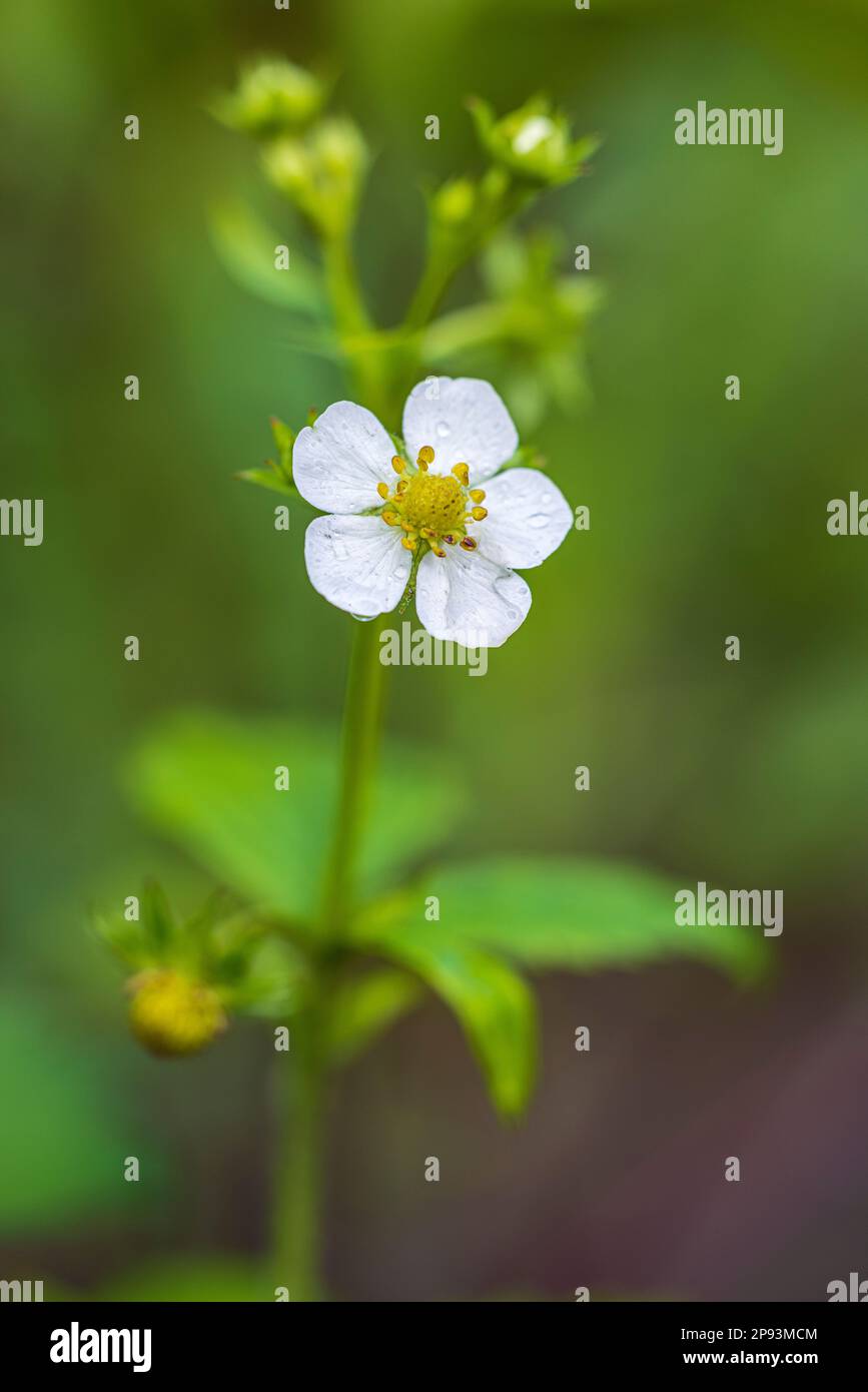 Close up strawberry flower hi-res stock photography and images - Alamy