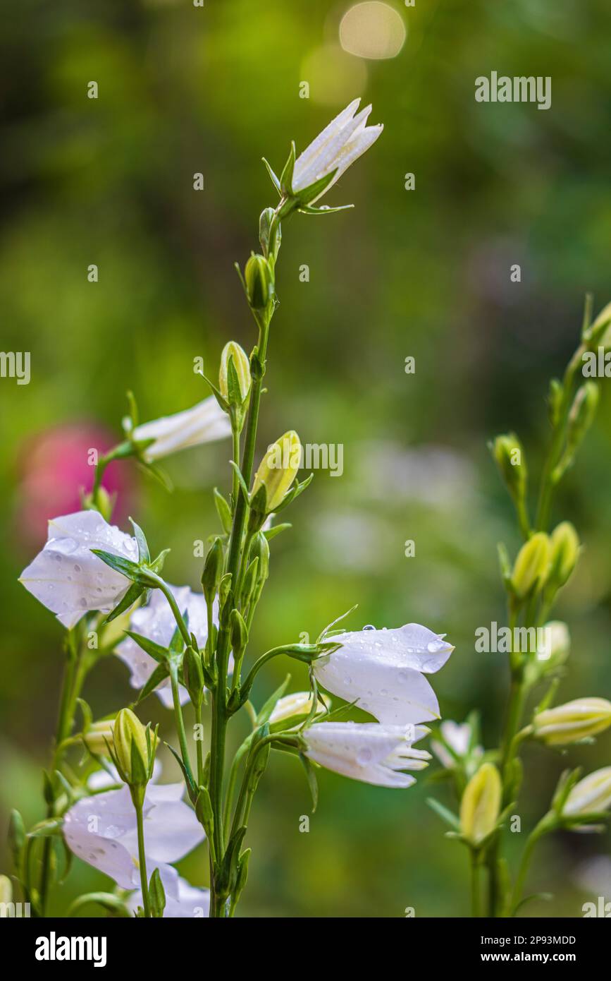 White peach-leaved bellflower (Campanula persicifolia 'Alba') in the ...
