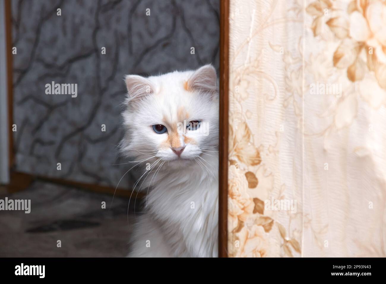 Cat peeking around corner hi-res stock photography and images - Alamy
