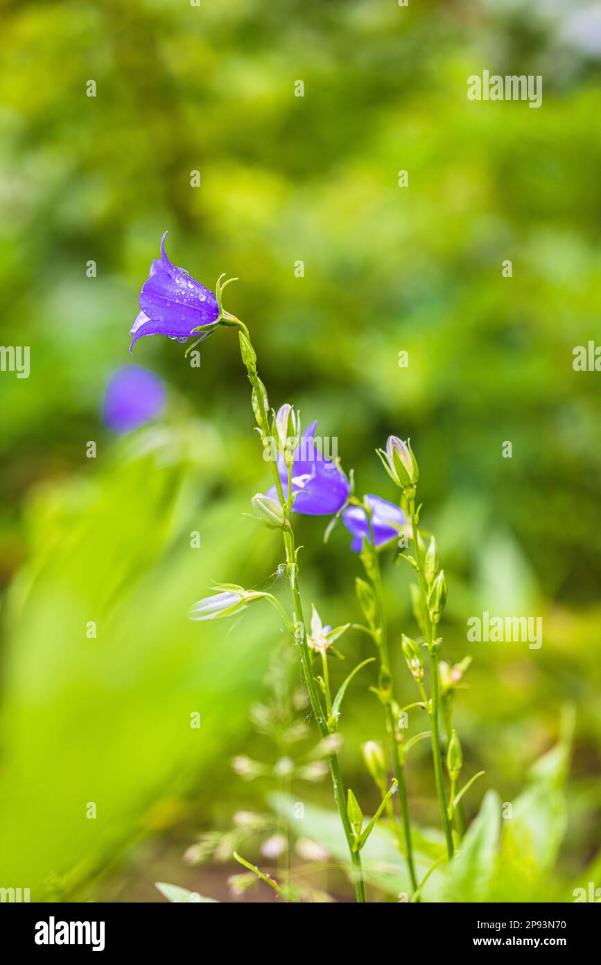 Peach-leaved bellflower, Campanula persicifolia, flower Stock Photo - Alamy
