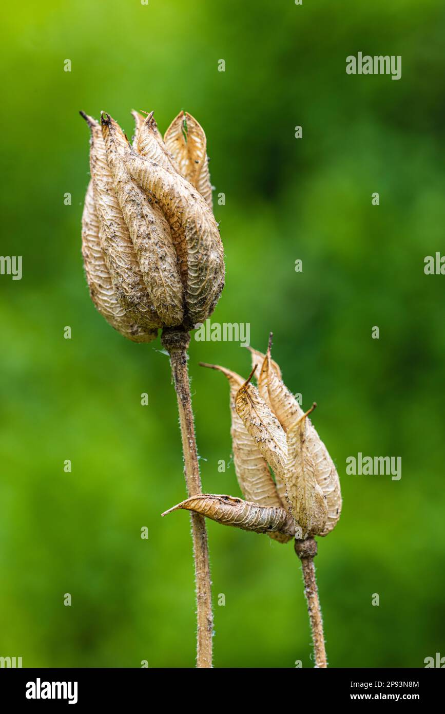 Aquilegia Vulgaris hybrid, 'Black Barlow' columbine, bud, close up ...