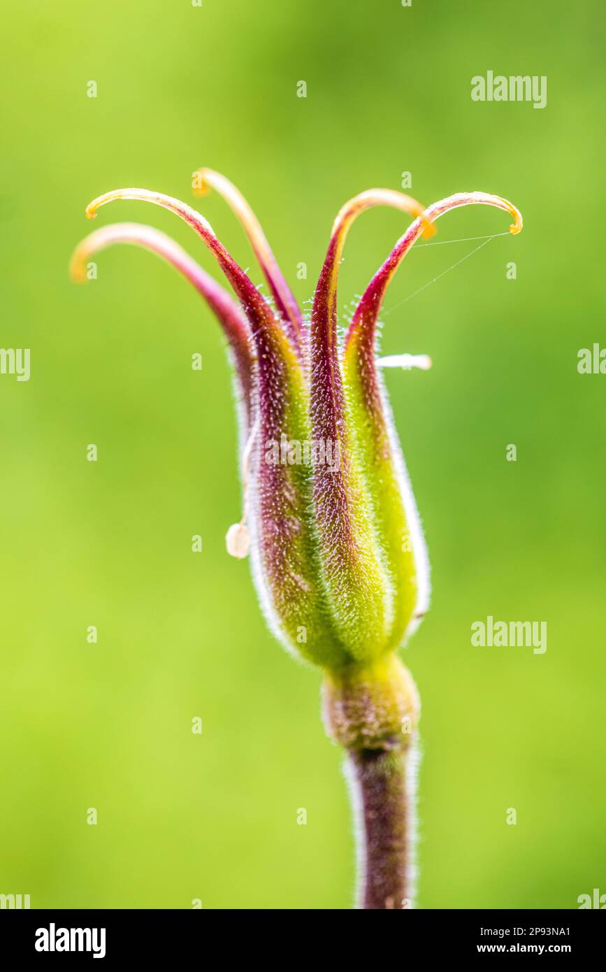 Aquilegia Vulgaris hybrid, 'Black Barlow' columbine, bud, close up ...