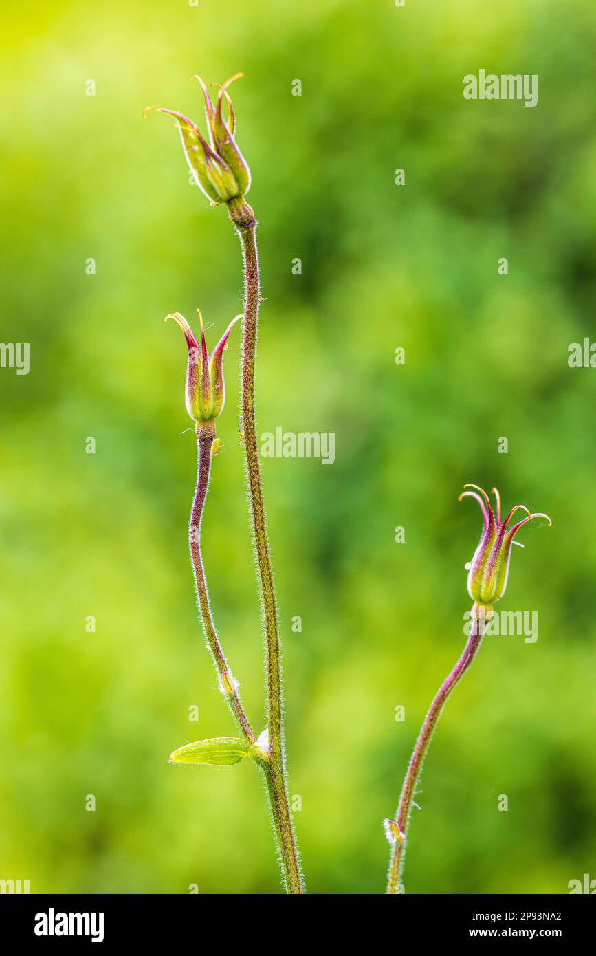 Aquilegia Vulgaris hybrid, 'Black Barlow' columbine, bud, close up ...