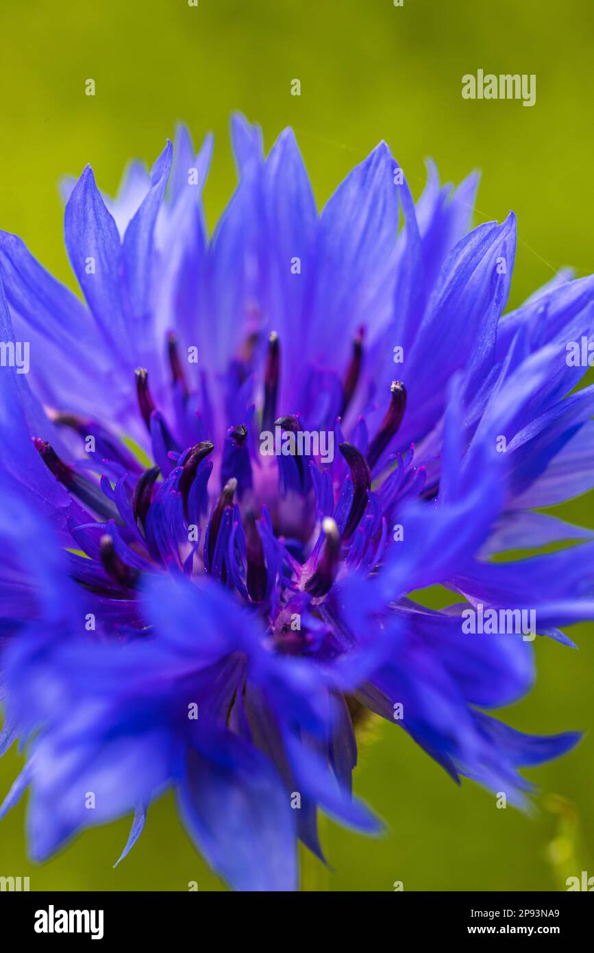 Cornflower "Blue Diadem" Wildflower Stock Photo - Alamy