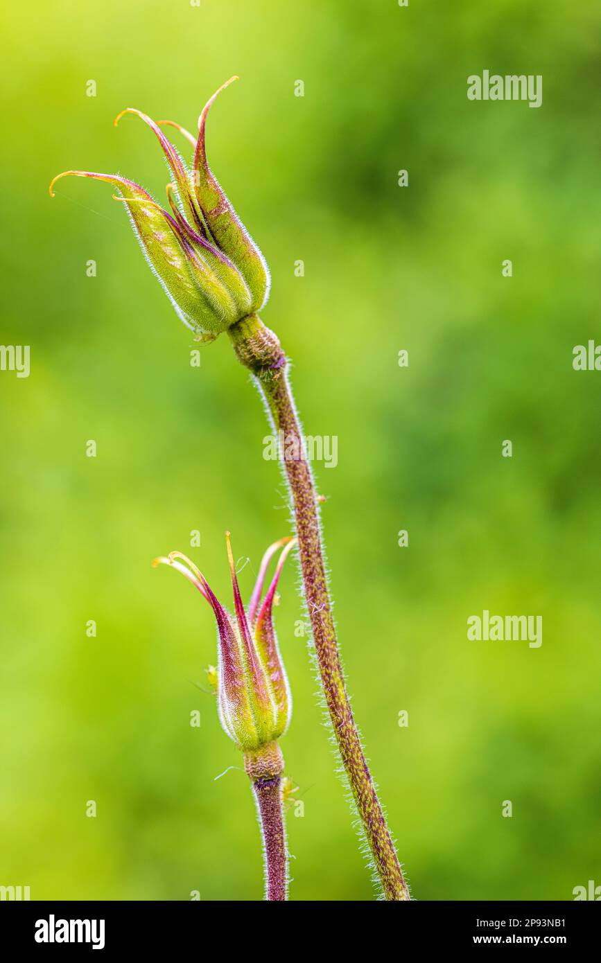 Aquilegia Vulgaris hybrid, 'Black Barlow' columbine, bud, close up ...