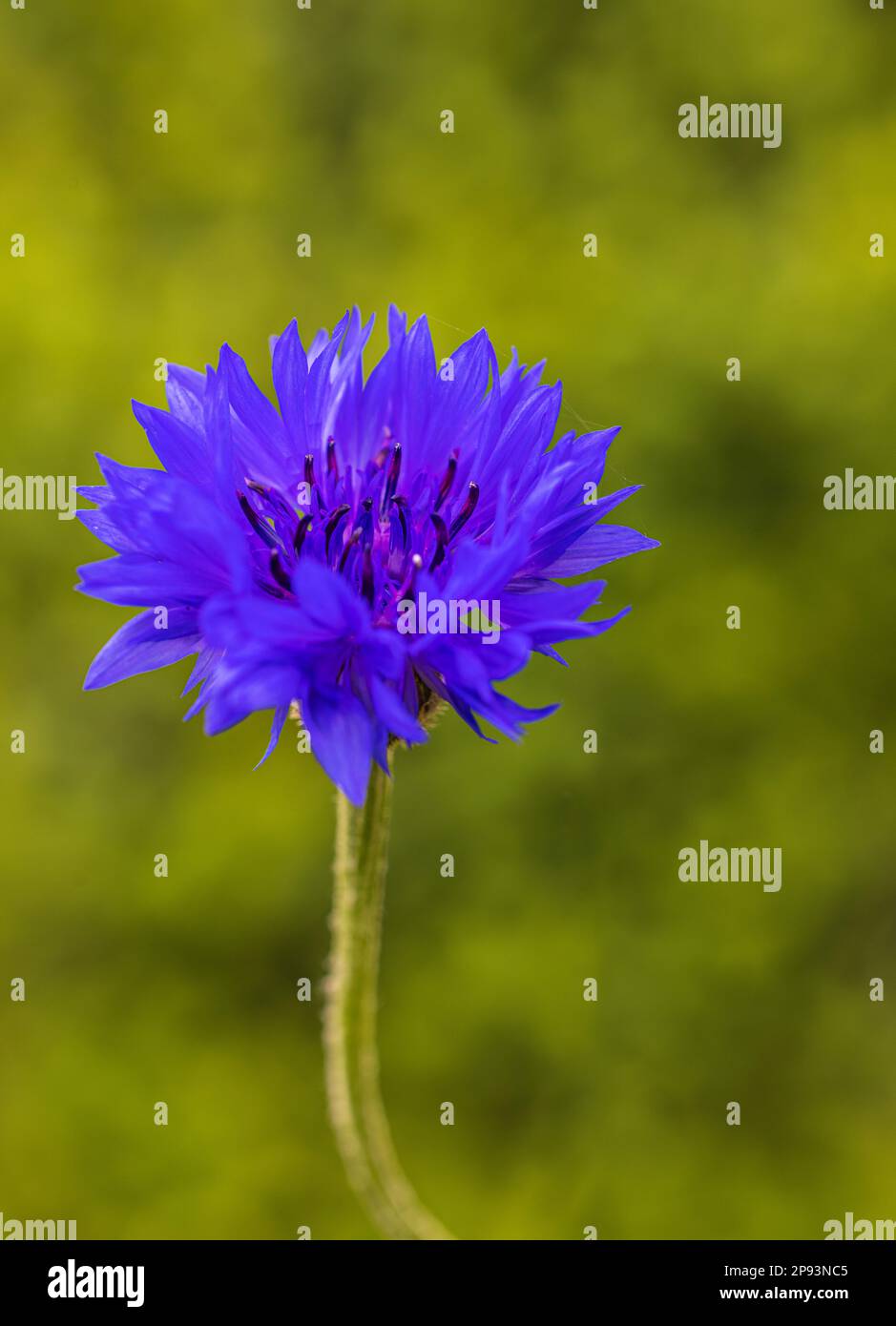 Wild blue cornflower background hi-res stock photography and images - Alamy
