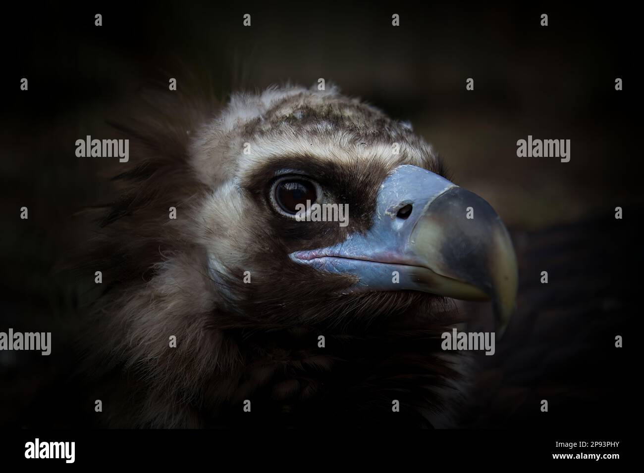 Vulture ecosystem hi-res stock photography and images - Alamy