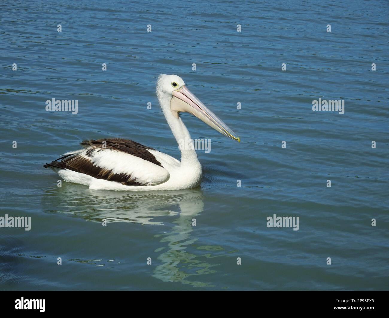 Portrait pelikan hi-res stock photography and images - Alamy