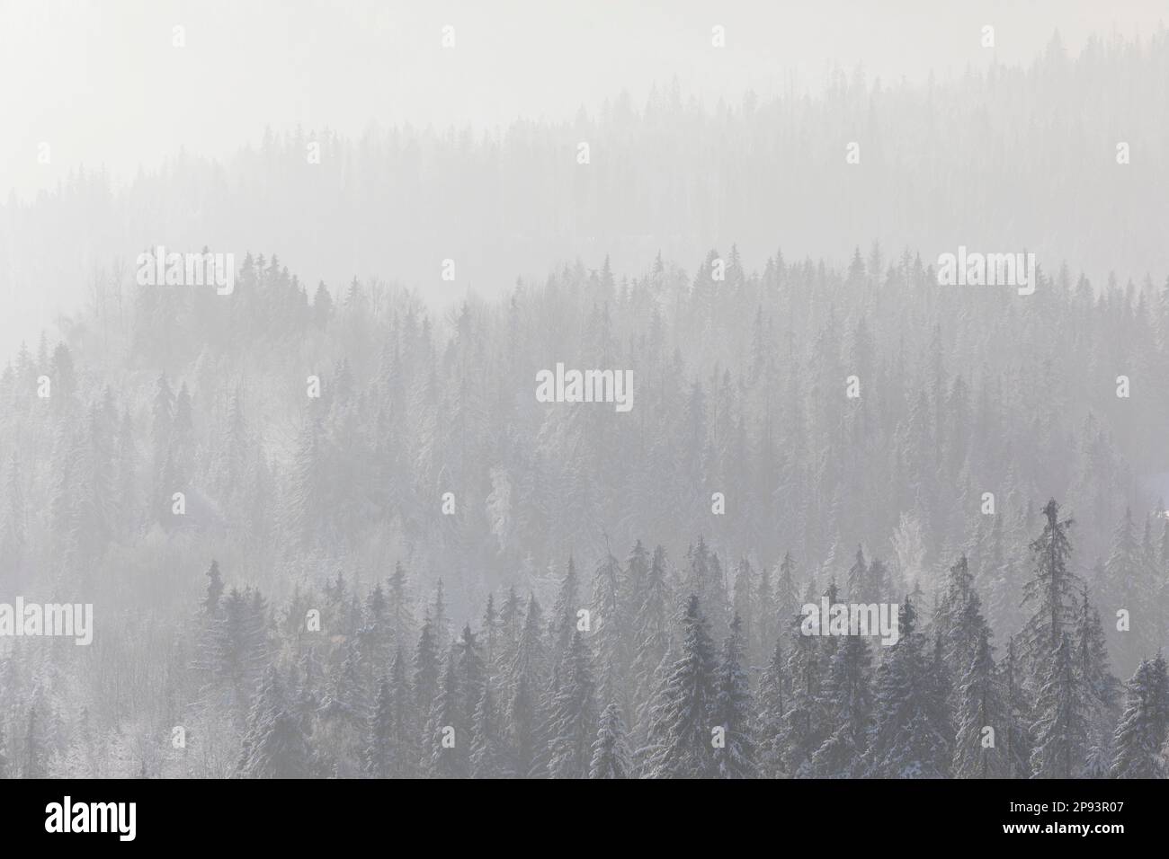 Europe, Poland, Lesser Poland, Tatra Mountains, Podhale, winter ...