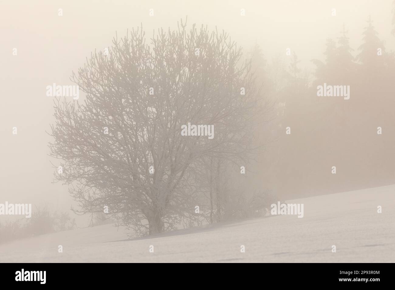 Tatry polskie hi-res stock photography and images - Alamy