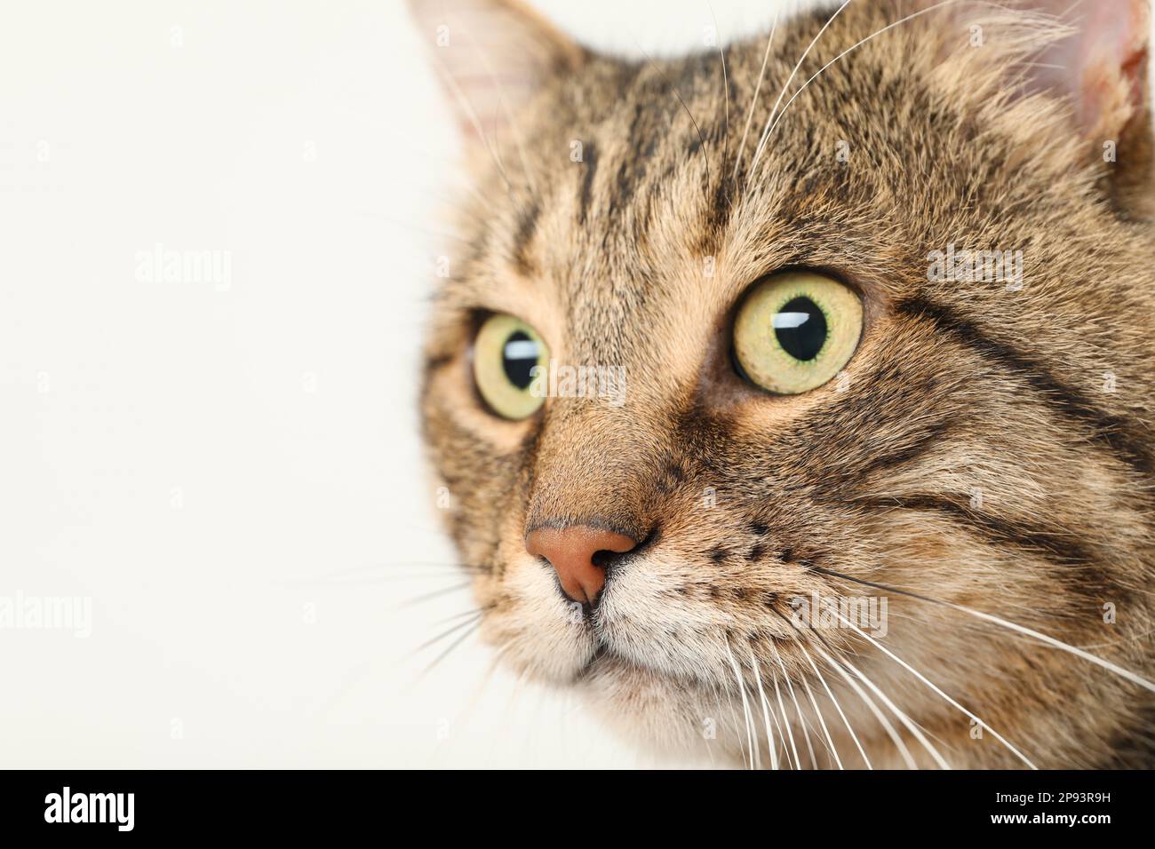 Closeup view of tabby cat with beautiful eyes on light background Stock ...