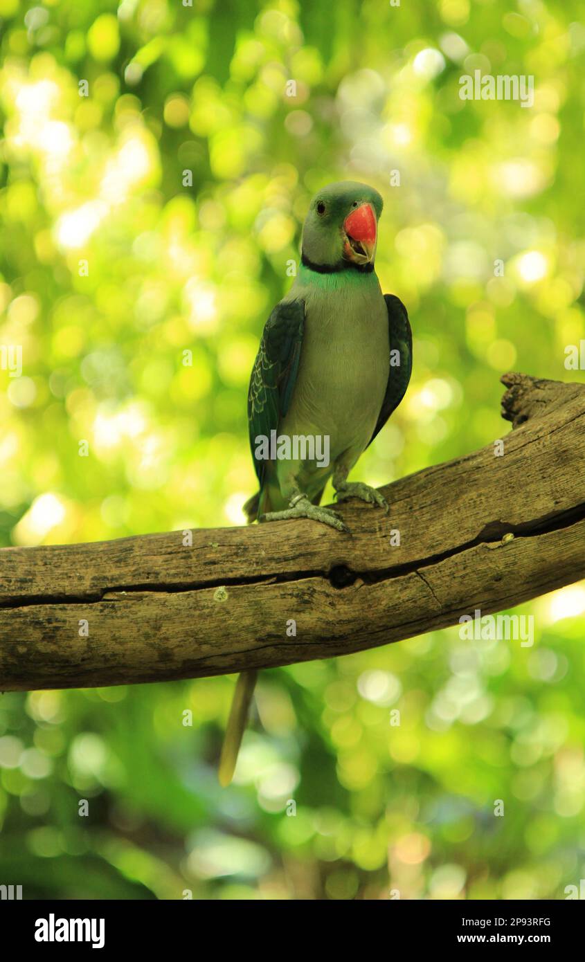 Parrot bush hi-res stock photography and images - Alamy