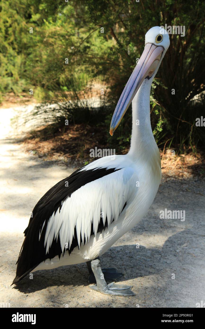 Australian Pelican in Park Stock Photo - Alamy