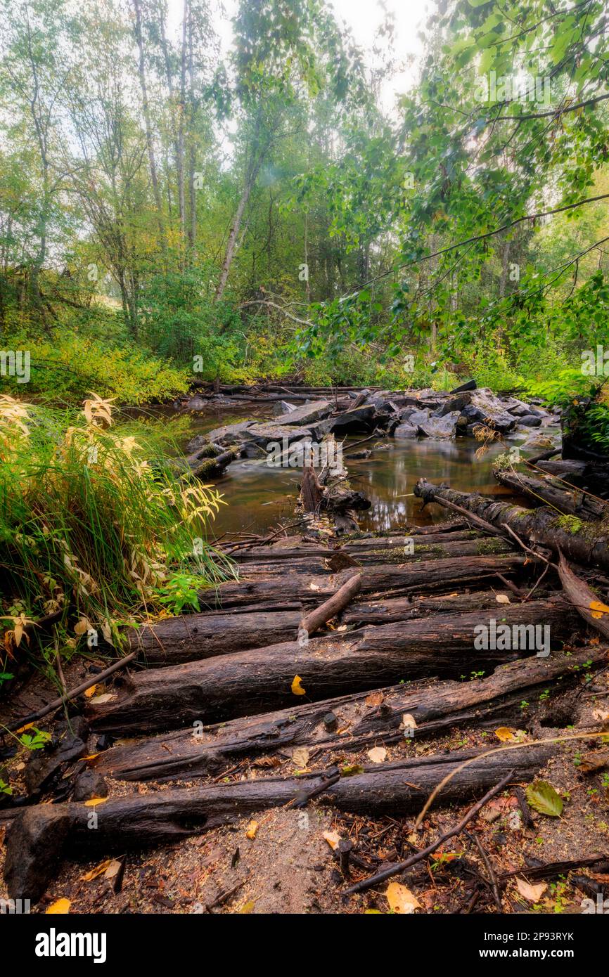 Dried tree trunks hi-res stock photography and images - Alamy