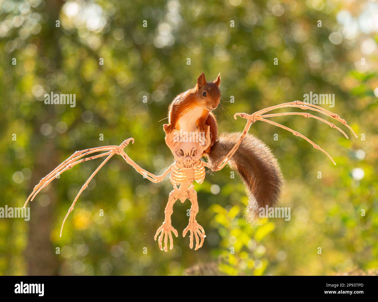 Dead red squirrel hi-res stock photography and images - Alamy