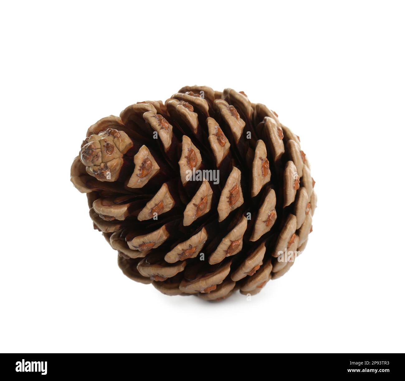 Beautiful dry pine cone isolated on white Stock Photo - Alamy