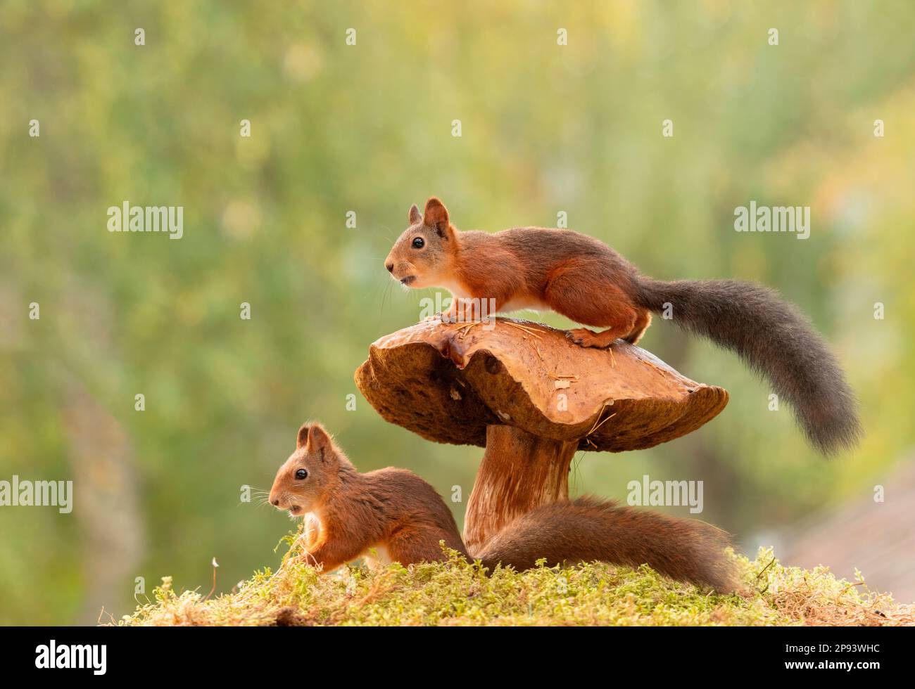 Red squirrels are standing with mushroom hi-res stock photography and ...