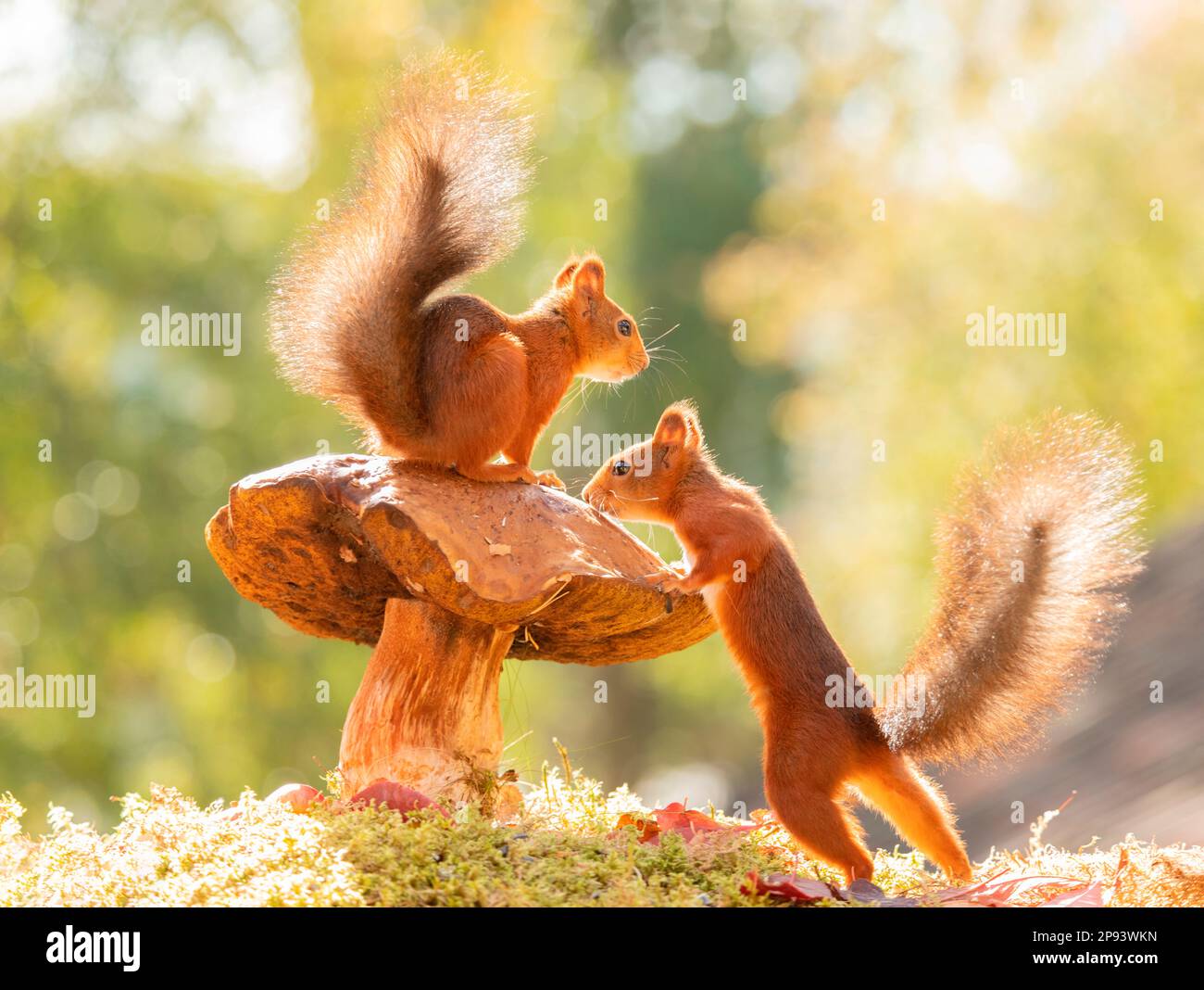 Red squirrels are standing with mushroom hi-res stock photography and ...