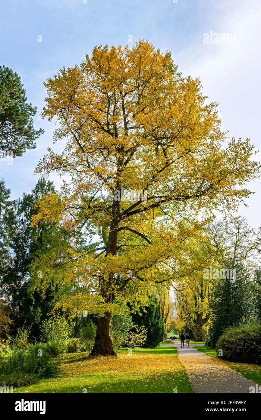 Ginkgo biloba, fanleaf tree with autumn foliage in the Hohenheim ...