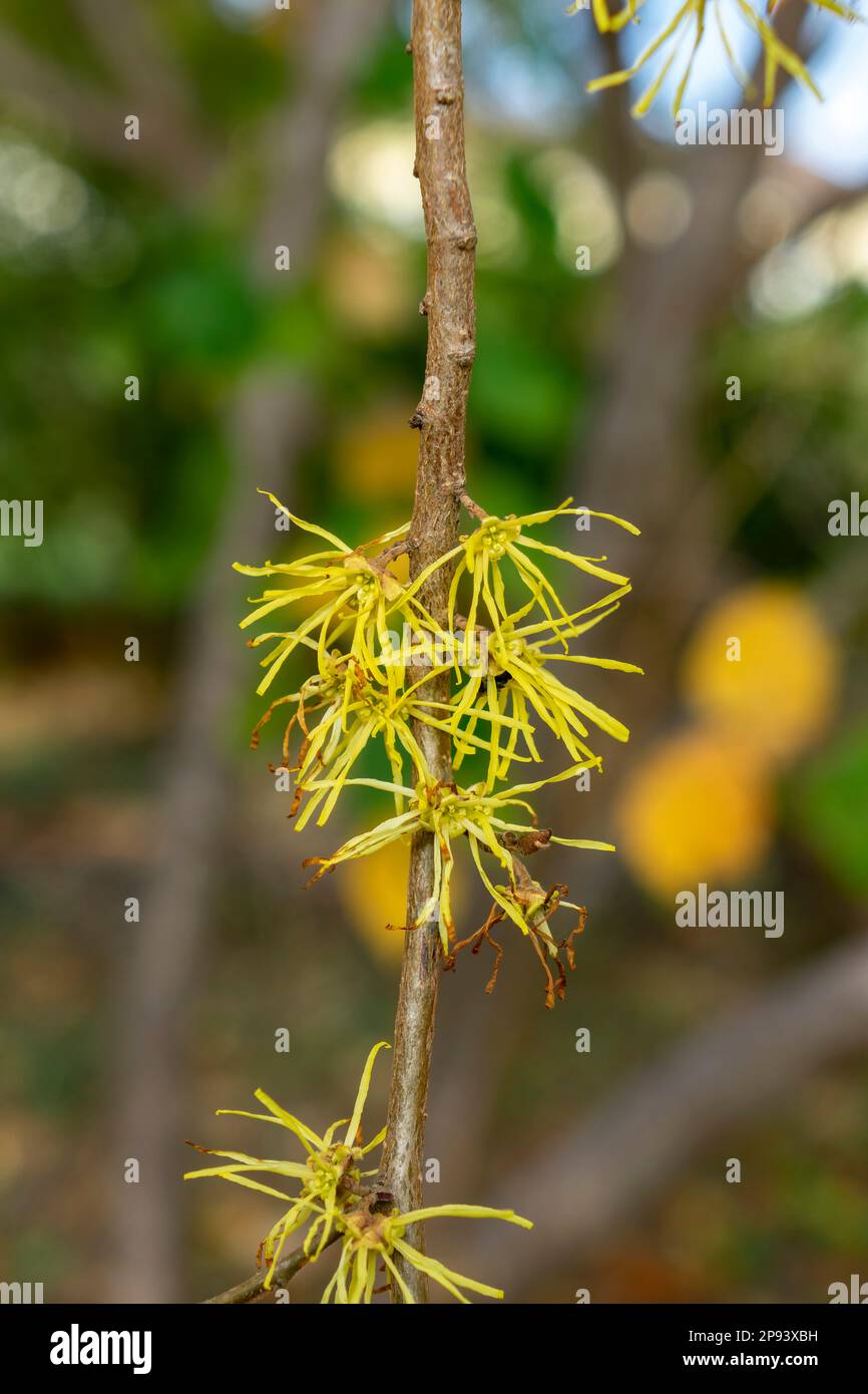 Flower of the American witch hazel, autumn flowering witch hazel Stock ...