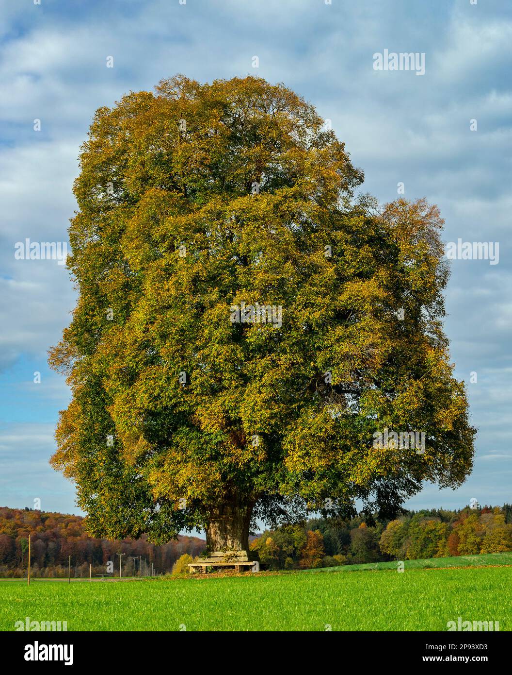 The lime tree of peace near Kohlstetten, natural monument, Baden ...