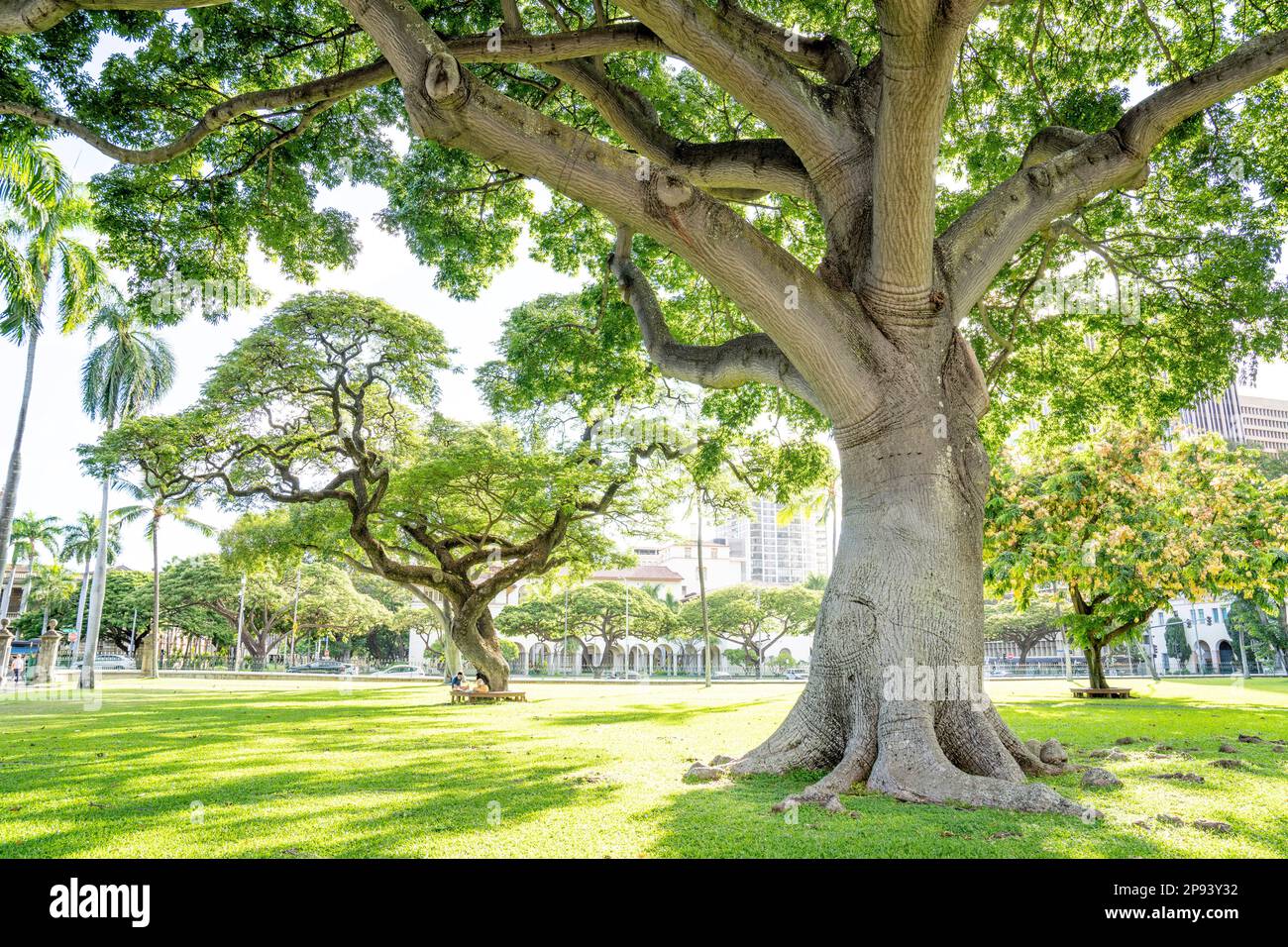 Park in front of 'Iolani Palace, Honolulu, Hawaii, USA, Polynesia ...