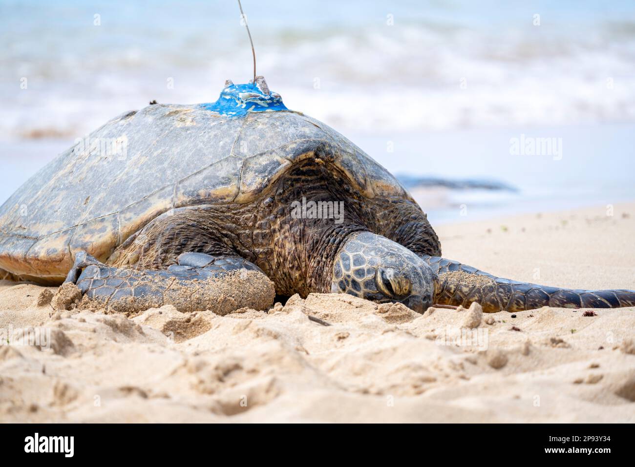 Green sea turtle, Chelonia mydas, Laniakea Turtle Beach, Oahu, Hawaii ...