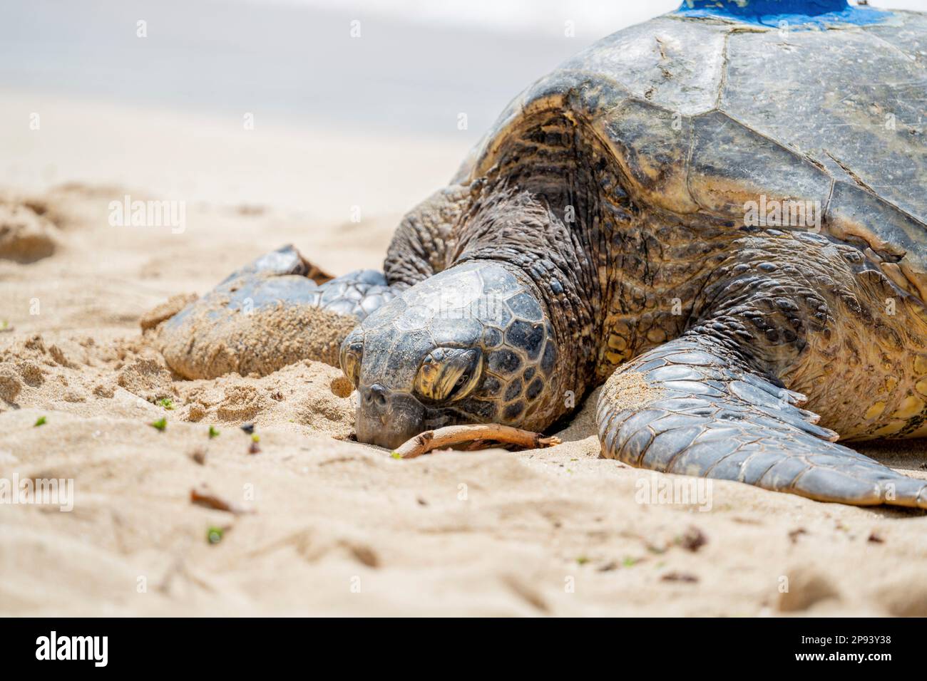 Green sea turtle, Chelonia mydas, Laniakea Turtle Beach, Oahu, Hawaii ...