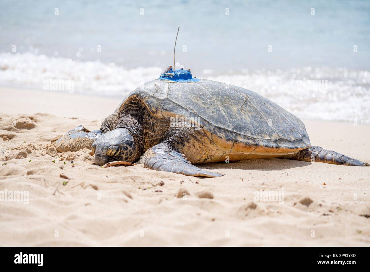 Green sea turtle, Chelonia mydas, Laniakea Turtle Beach, Oahu, Hawaii ...