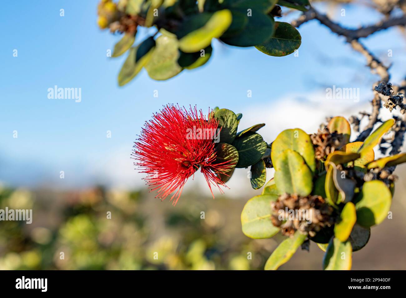 Red plant ohia lehua hi-res stock photography and images - Alamy
