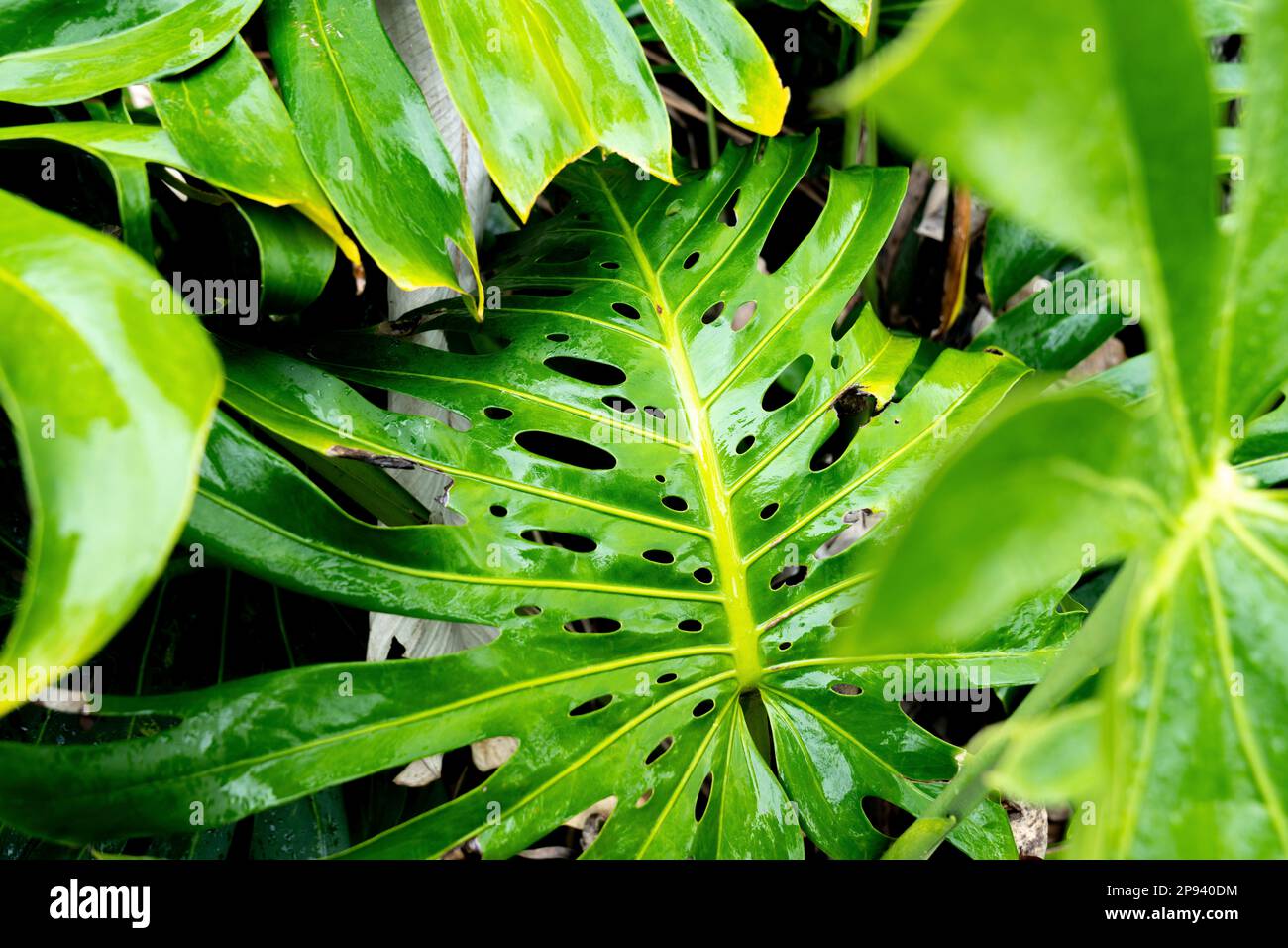 Monstera in Lava Tree State Monument, Big Island, Hawaii, USA ...