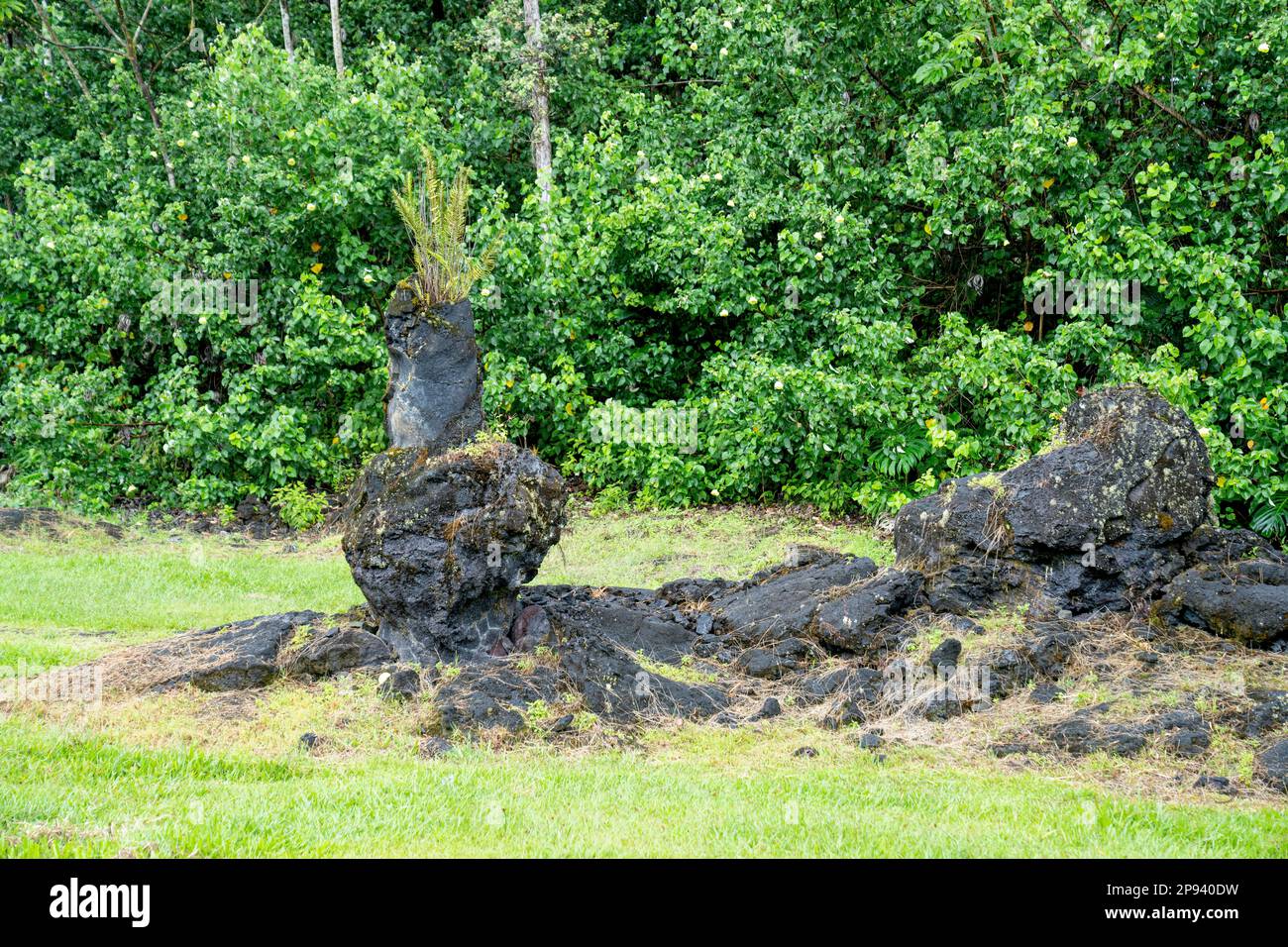 Tree trunks enclosed by lava in Lava Tree State Monument, Big Island ...