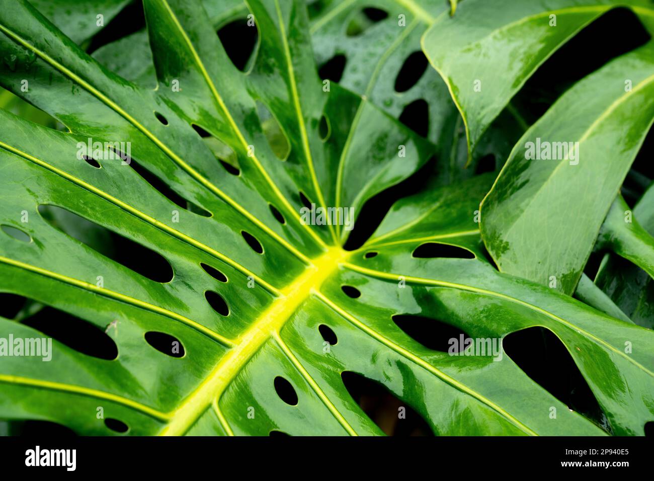 Monstera tree, big island hi-res stock photography and images - Alamy