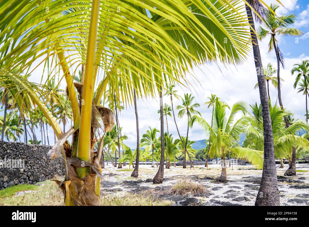 Palm trees at Pu'uhonua O Honaunau National Historical Park, Big Island ...