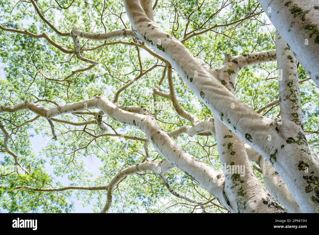 Monkey soap on the Road to Hana, Enterolobium, Maui, Hawaii, USA ...
