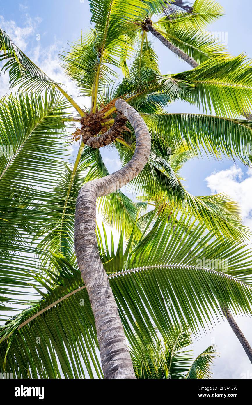 Palm tree in Pu'uhonua O Honaunau National Historical Park, Big Island ...