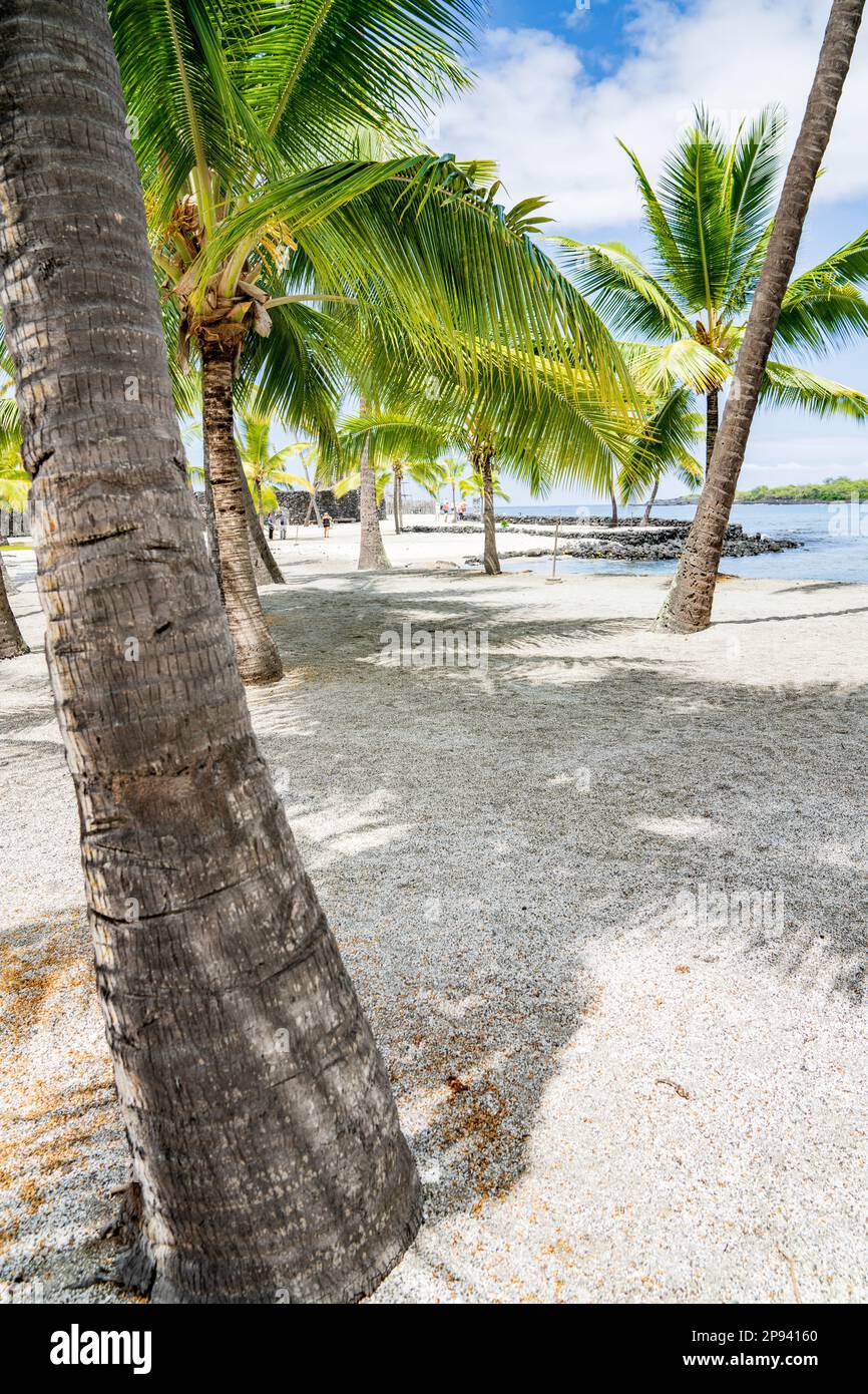 Palm trees at Pu'uhonua O Honaunau National Historical Park, Big Island ...