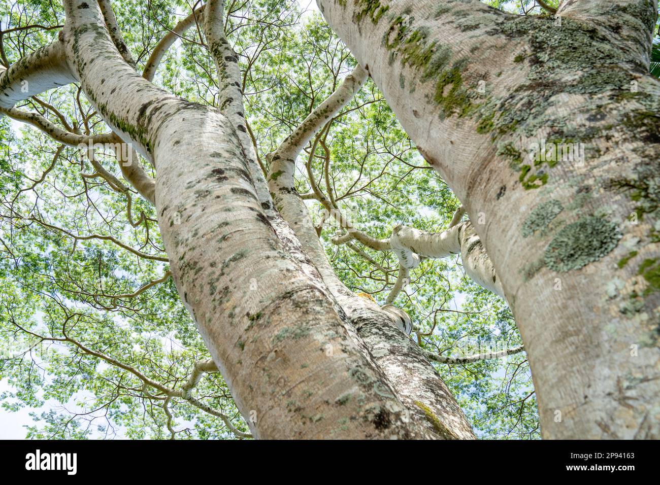 Monkey soap on the Road to Hana, Enterolobium, Maui, Hawaii, USA ...