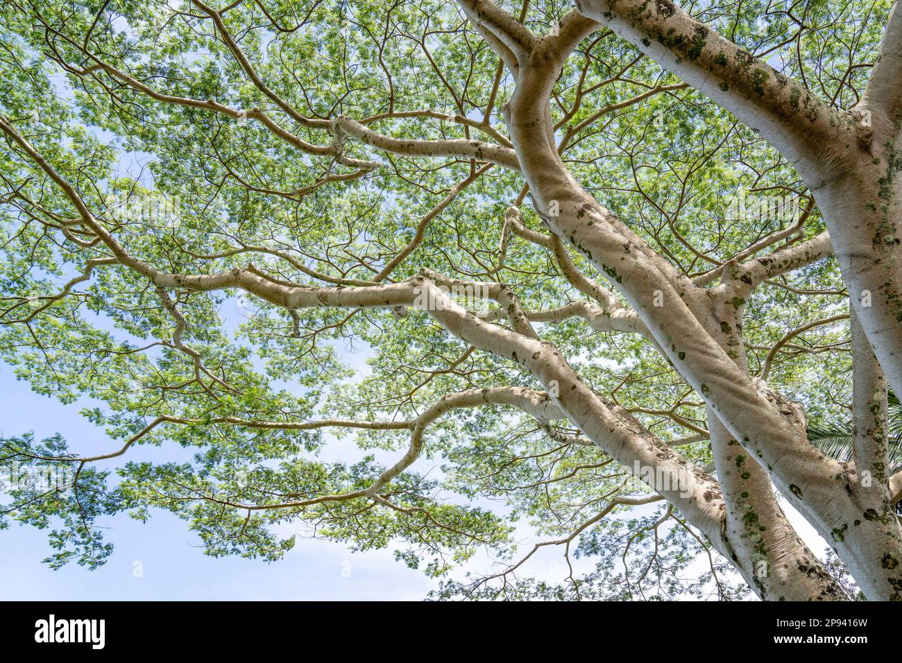 Monkey soap on the Road to Hana, Enterolobium, Maui, Hawaii, USA ...
