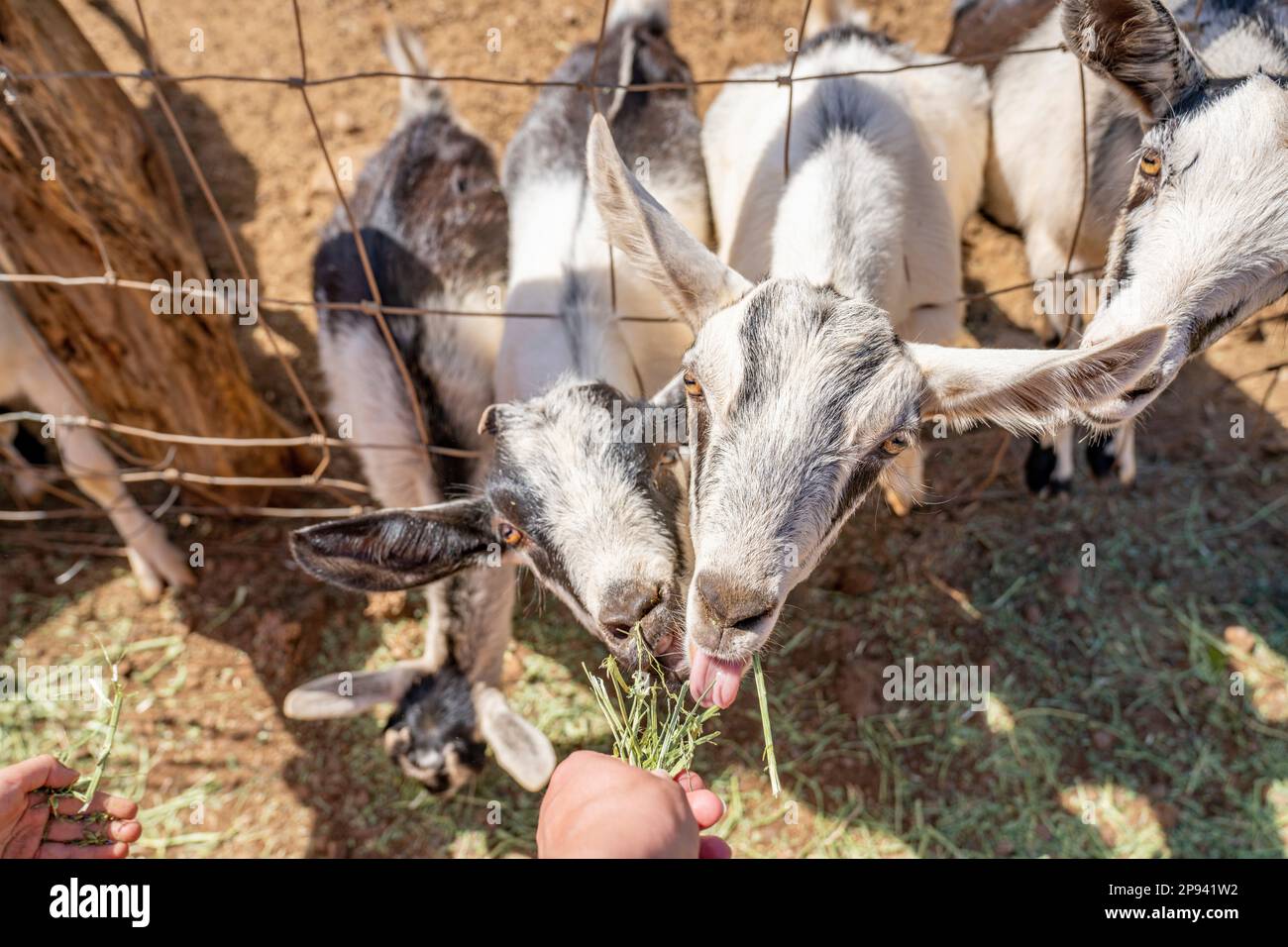 Goat goats america hi-res stock photography and images - Alamy