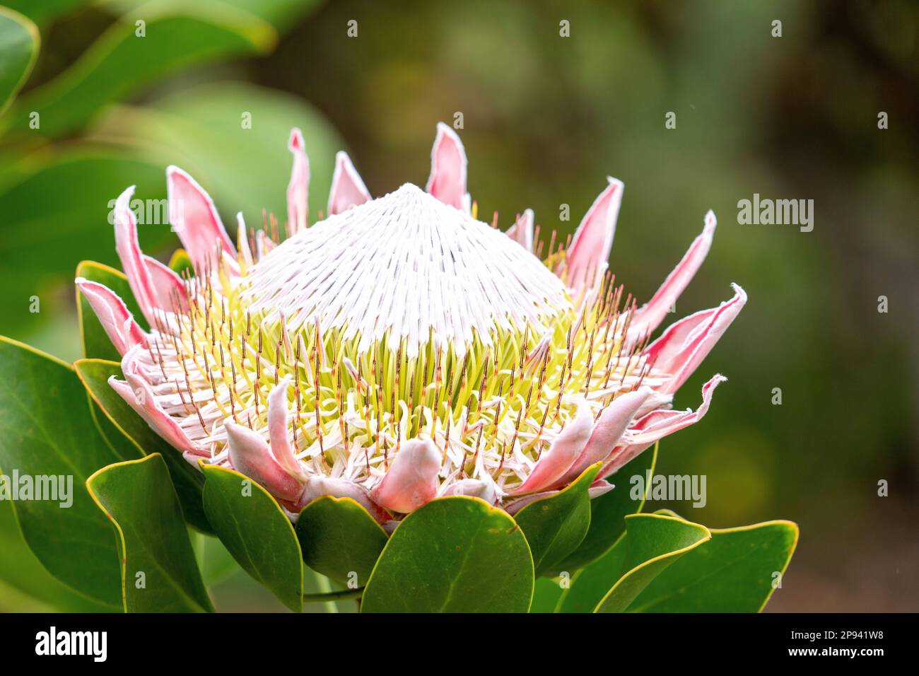 Giant Protea, Protea cynaroides, Maui, Hawaii, USA, Polynesia, Oceania ...