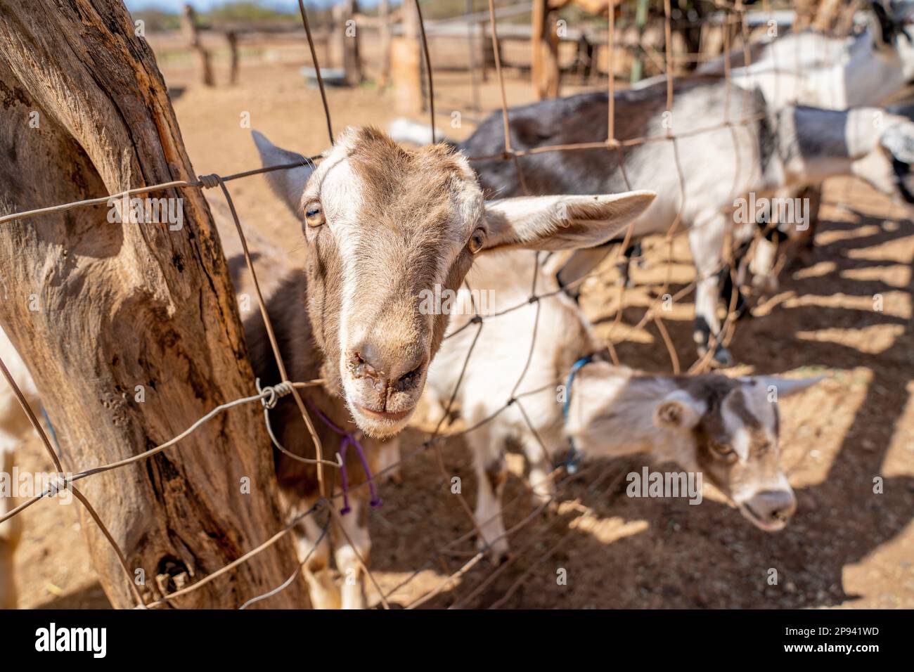 Goats on a goat farm, Maui, Hawaii, USA, Polynesia, Oceania Stock Photo ...