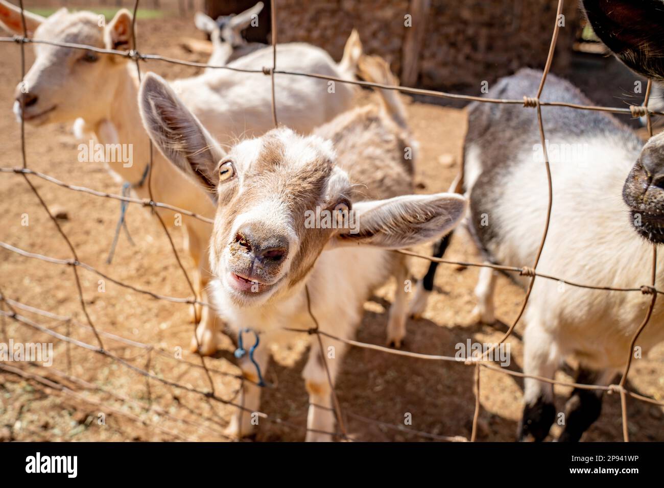 Goats on a goat farm, Maui, Hawaii, USA, Polynesia, Oceania Stock Photo ...