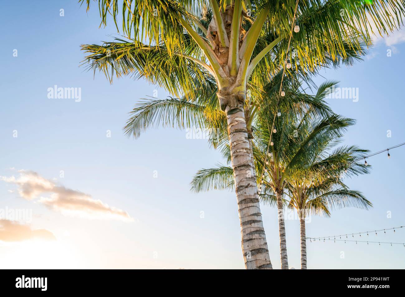 Waving palm trees with fairy lights against blue sky, Maui, Hawaii, USA ...