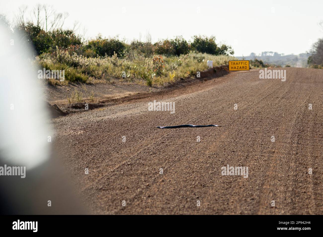 Black tiger otter, Notechis ater, Kangaroo Island, South Australia ...