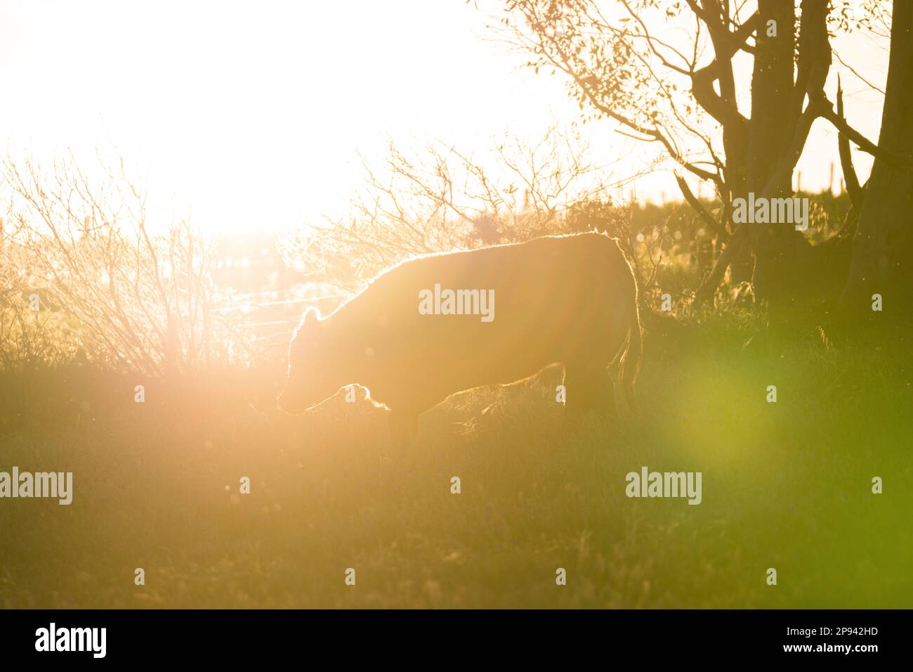 Cow in evening light, One Tree Hill, Adelaide, South Australia ...