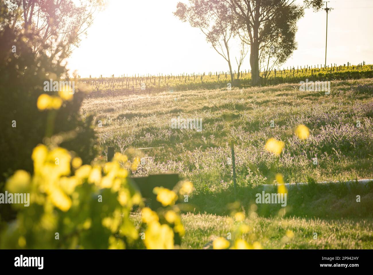 Pasture with weeds australia hi-res stock photography and images - Alamy